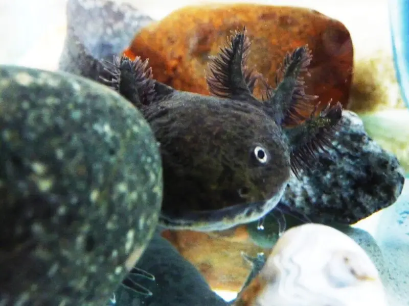 Axolotl - Facts, Diet, Habitat & Pictures on Animalia.bio