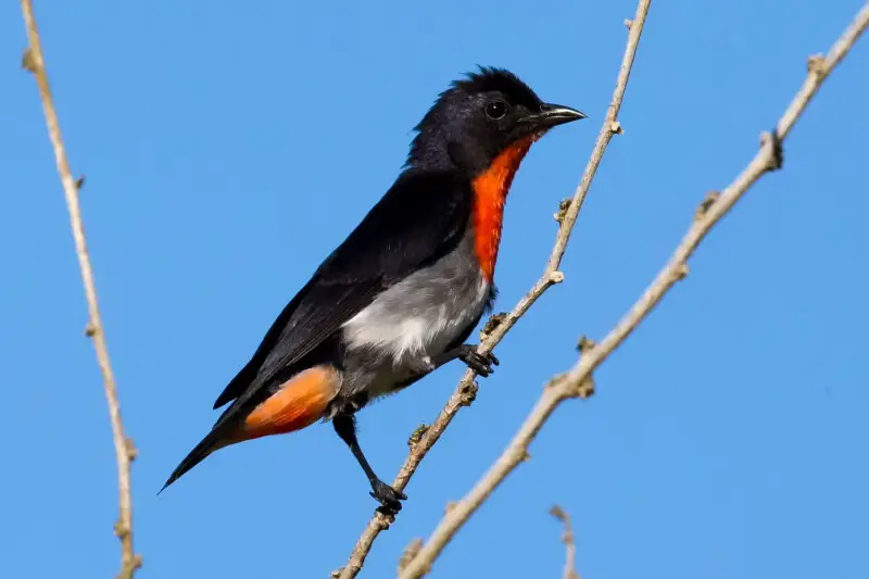 Mistletoebird - Facts, Diet, Habitat & Pictures on Animalia.bio
