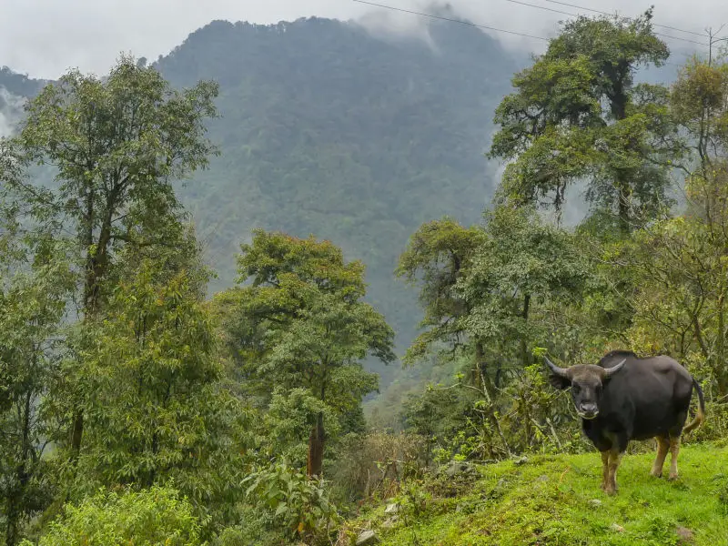 Gayal - Facts, Diet, Habitat & Pictures on Animalia.bio