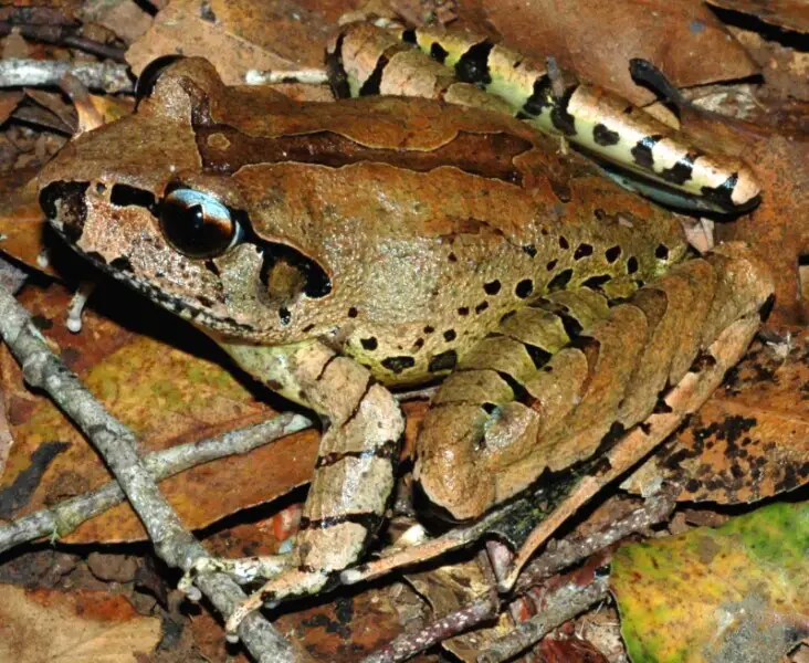 Fleay's barred frog - Facts, Diet, Habitat & Pictures on Animalia.bio