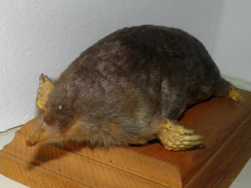 Japanese mole - Facts, Diet, Habitat & Pictures on Animalia.bio