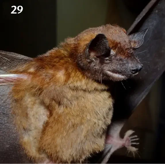 Rufous dog-faced bat - Facts, Diet, Habitat & Pictures on Animalia.bio