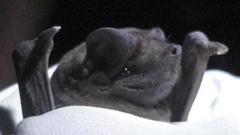 Black mastiff bat - Facts, Diet, Habitat & Pictures on Animalia.bio