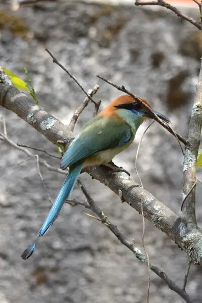 Russet-crowned motmot - Facts, Diet, Habitat & Pictures on Animalia.bio