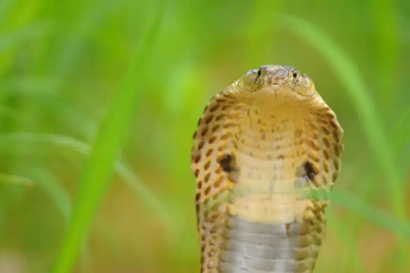 Monocled Cobra - Facts, Diet, Habitat & Pictures on Animalia.bio