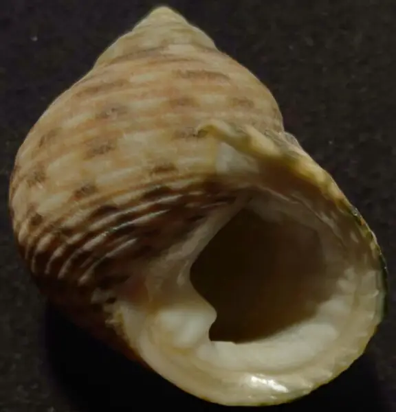 Monodonta australis - Facts, Diet, Habitat & Pictures on Animalia.bio