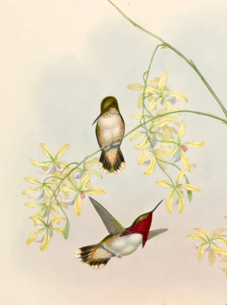 Bumblebee hummingbird - Facts, Diet, Habitat & Pictures on Animalia.bio