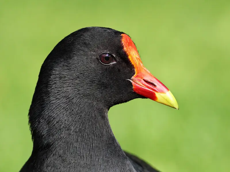 Dusky moorhen - Facts, Diet, Habitat & Pictures on Animalia.bio