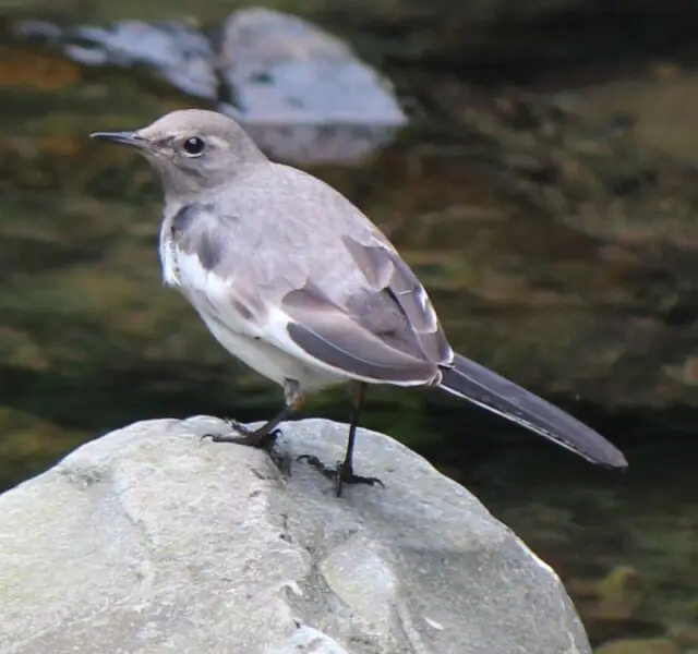 Japanese wagtail - Facts, Diet, Habitat & Pictures on Animalia.bio