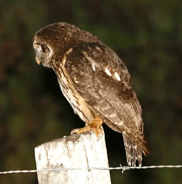 Mottled owl - Facts, Diet, Habitat & Pictures on Animalia.bio