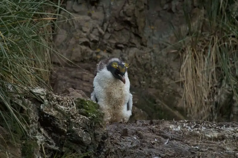 Macaroni Penguin - Facts, Diet, Habitat & Pictures on Animalia.bio
