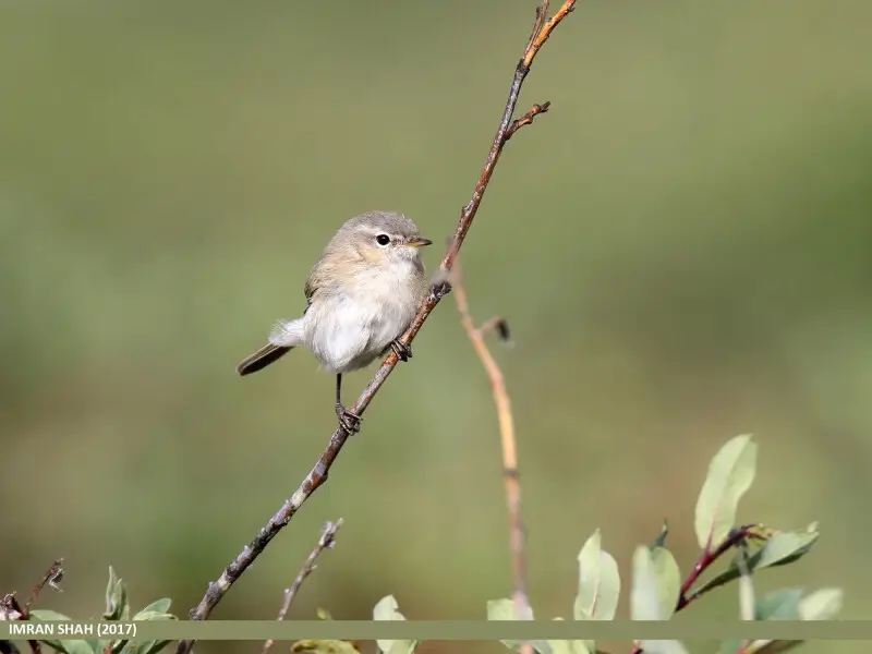 Mountain chiffchaff - Facts, Diet, Habitat & Pictures on Animalia.bio