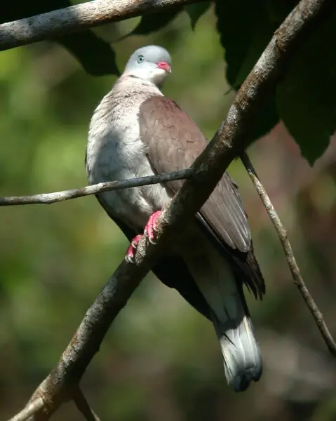 Ducula badia - факти, дієта, ареал і фотографії на Animalia.bio