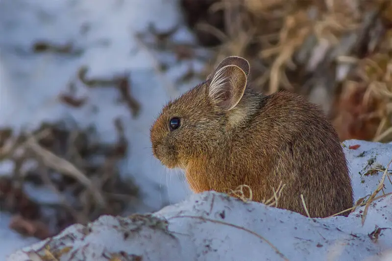 Ochotona roylei - факти, дієта, ареал і фотографії на Animalia.bio