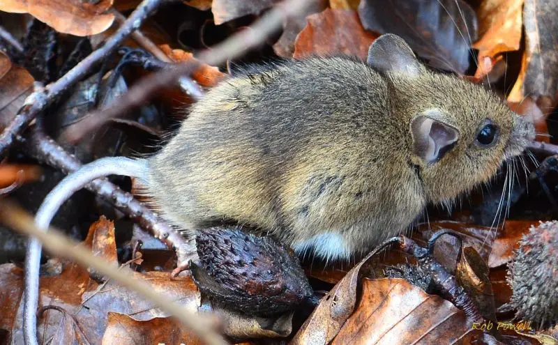 Wood Mouse - Facts, Diet, Habitat & Pictures on Animalia.bio