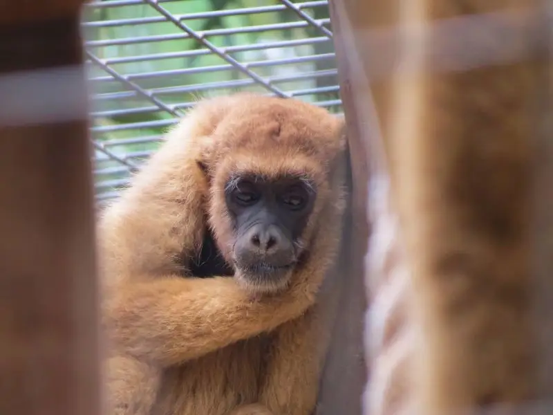 Southern Muriqui - Facts, Diet, Habitat & Pictures on Animalia.bio