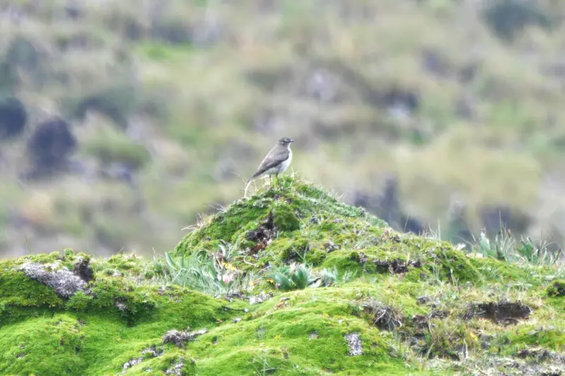 Paramo ground tyrant - Facts, Diet, Habitat & Pictures on Animalia.bio