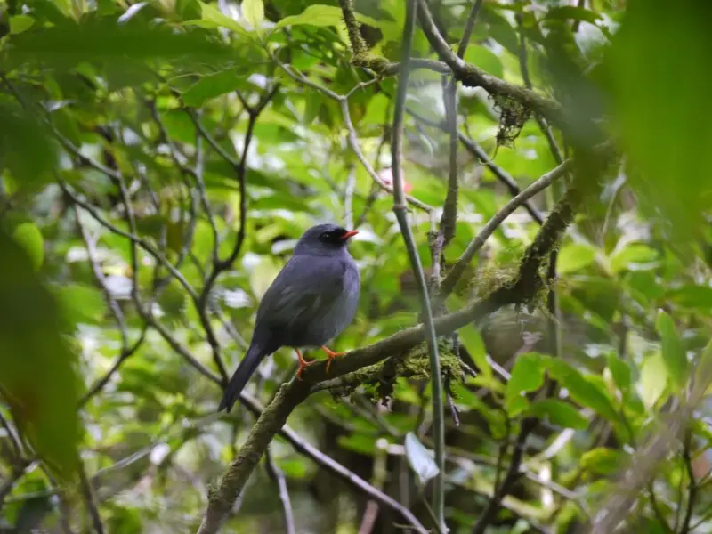 Black-faced solitaire - Facts, Diet, Habitat & Pictures on Animalia.bio