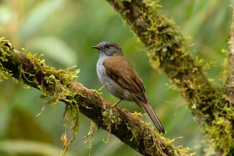 Andean solitaire - Facts, Diet, Habitat & Pictures on Animalia.bio