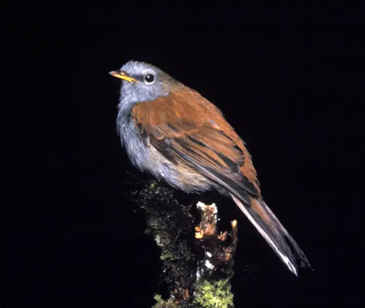 Andean solitaire - Facts, Diet, Habitat & Pictures on Animalia.bio