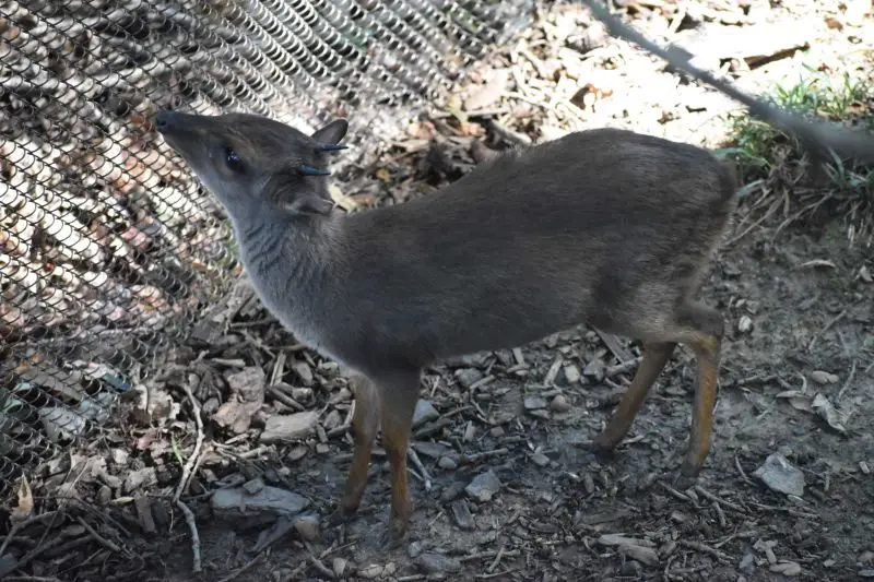 Royal Antelope - Facts, Diet, Habitat & Pictures on Animalia.bio