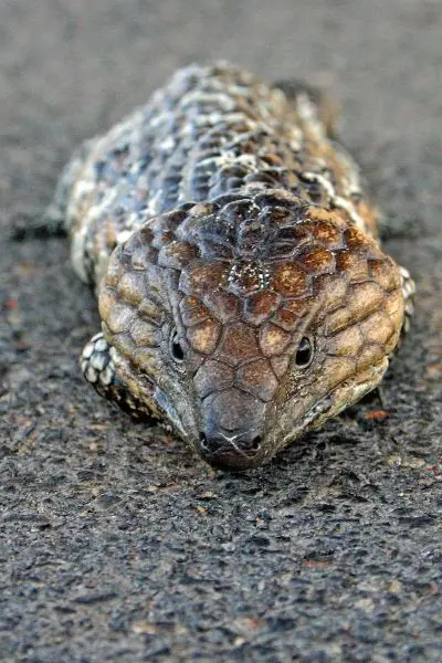 Shingleback Lizard - Facts, Diet, Habitat & Pictures on Animalia.bio