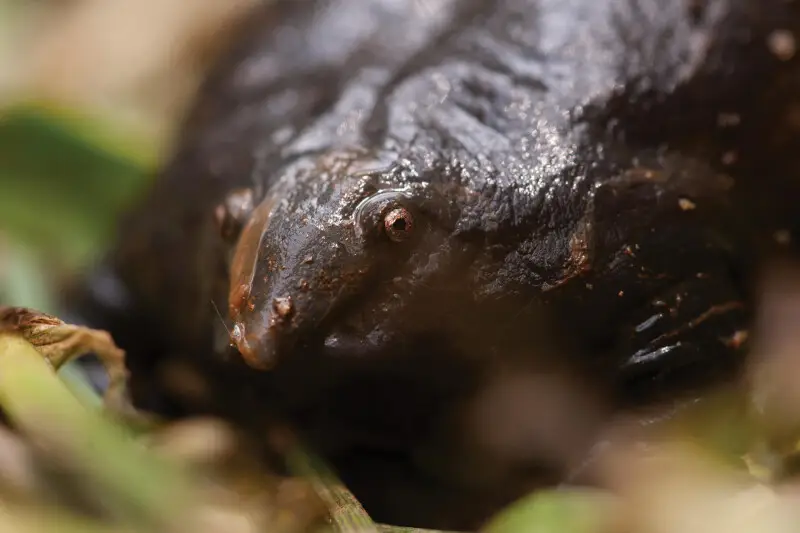 Purple frog - Facts, Diet, Habitat & Pictures on Animalia.bio