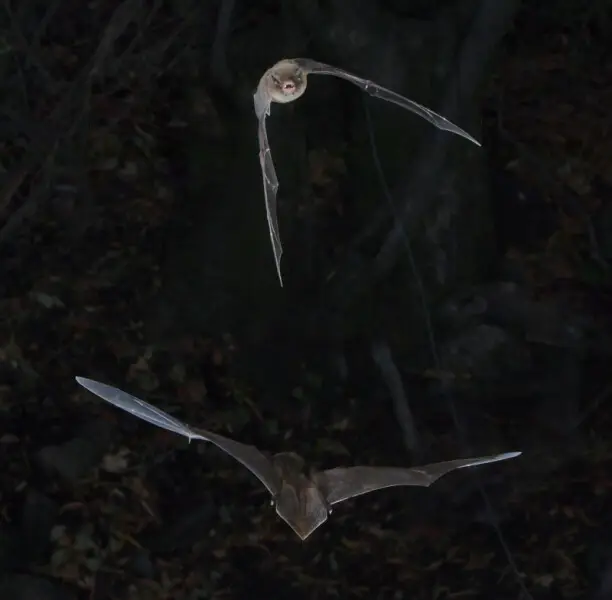 Natal long-fingered bat - Facts, Diet, Habitat & Pictures on Animalia.bio