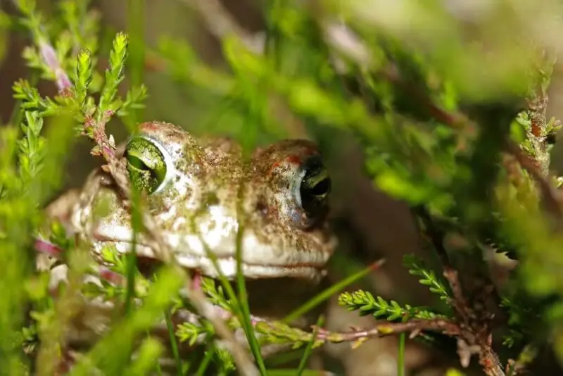 Ропуха очеретяна - факти, дієта, ареал і фотографії на Animalia.bio