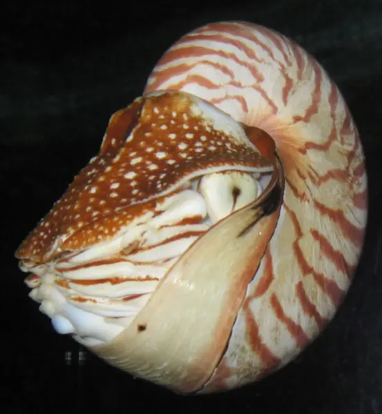 Chambered nautilus - Facts, Diet, Habitat & Pictures on Animalia.bio