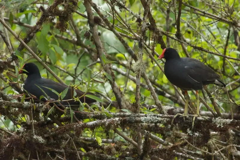 Paint-billed crake - Facts, Diet, Habitat & Pictures on Animalia.bio