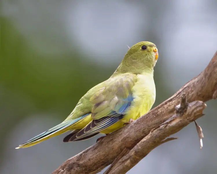 Blue-winged parrot - Facts, Diet, Habitat & Pictures on Animalia.bio