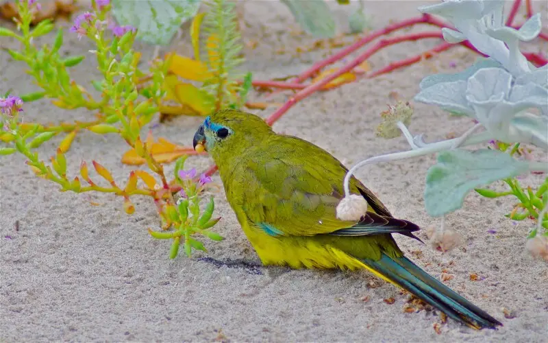 Rock parrot - Facts, Diet, Habitat & Pictures on Animalia.bio