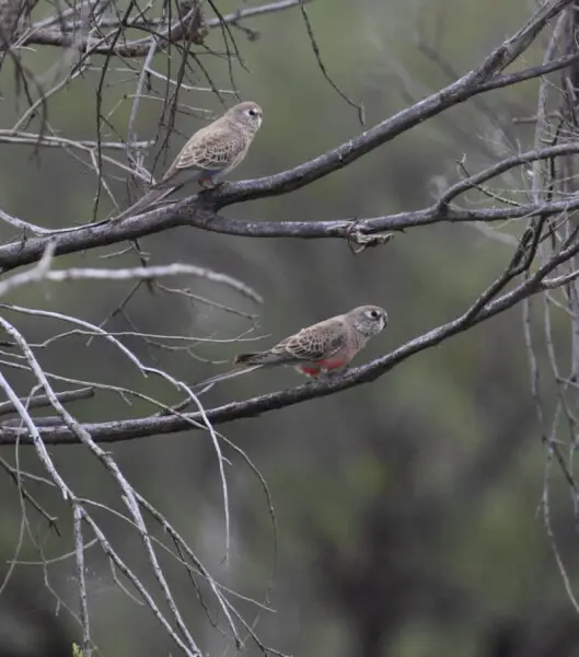 Bourke's parrot - Facts, Diet, Habitat & Pictures on Animalia.bio