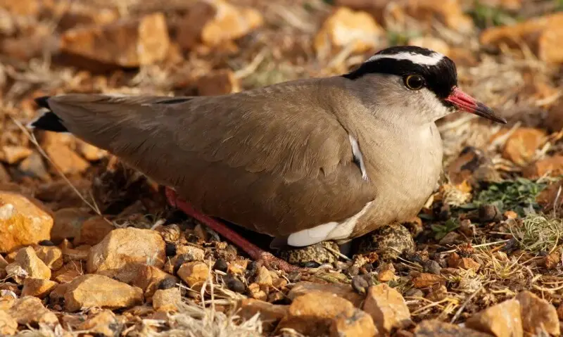 Crowned lapwing - Facts, Diet, Habitat & Pictures on Animalia.bio