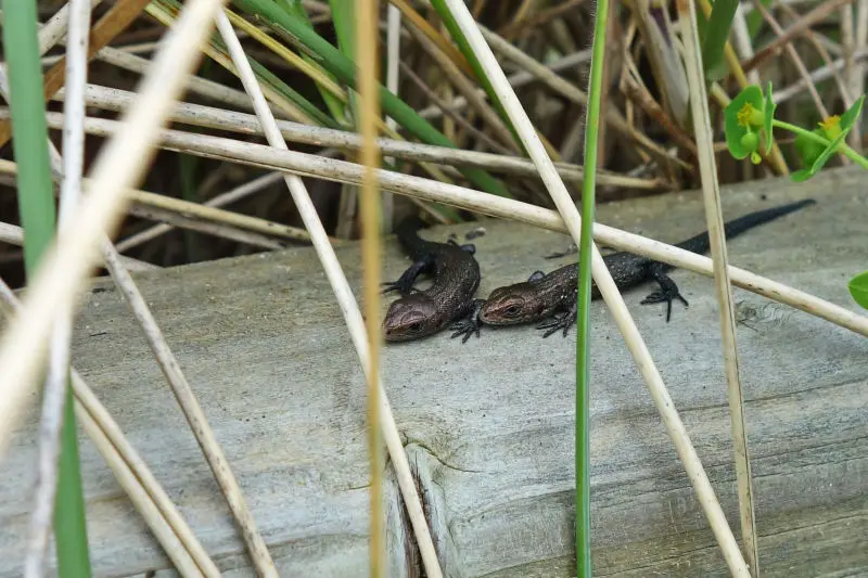 Viviparous Lizard - Facts, Diet, Habitat & Pictures on Animalia.bio