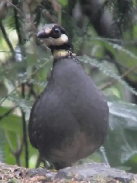 Taiwan partridge - Facts, Diet, Habitat & Pictures on Animalia.bio