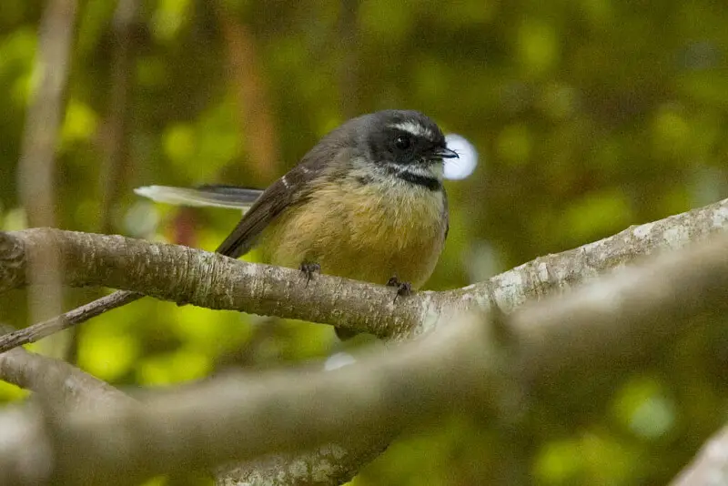 New Zealand fantail - Facts, Diet, Habitat & Pictures on Animalia.bio