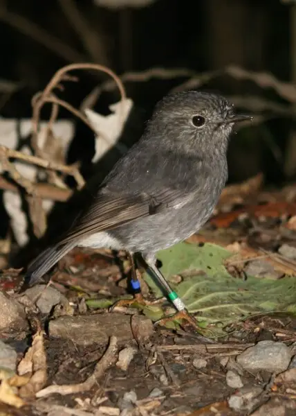 North Island robin - Facts, Diet, Habitat & Pictures on Animalia.bio