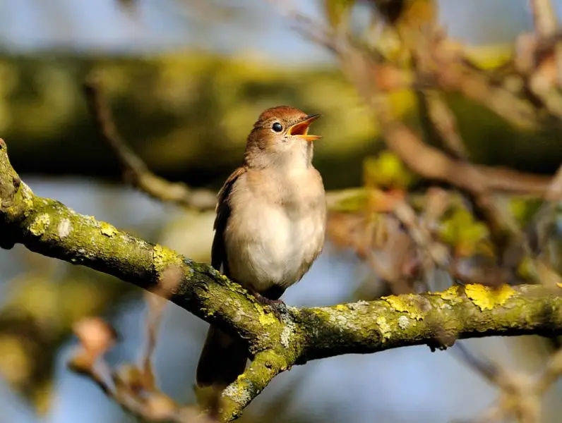 Nightingale - Facts, Diet, Habitat & Pictures on Animalia.bio