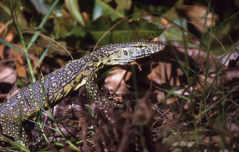 Nile Monitor - Facts, Diet, Habitat & Pictures on Animalia.bio