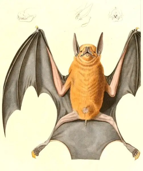 Greater bulldog bat - Facts, Diet, Habitat & Pictures on Animalia.bio