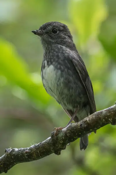 North Island robin - Facts, Diet, Habitat & Pictures on Animalia.bio
