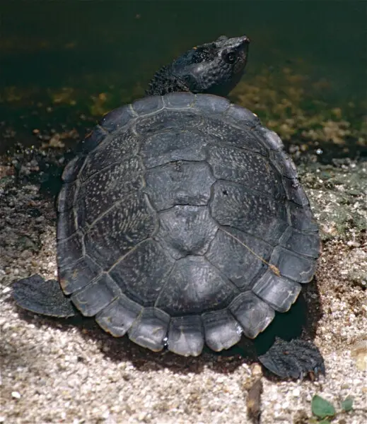 Saw-shelled turtle - Facts, Diet, Habitat & Pictures on Animalia.bio