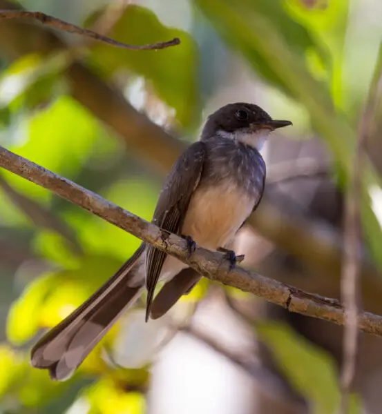 Northern fantail - Facts, Diet, Habitat & Pictures on Animalia.bio