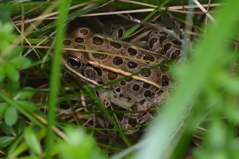 Northern leopard frog - Facts, Diet, Habitat & Pictures on Animalia.bio