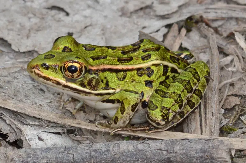 Northern leopard frog - Facts, Diet, Habitat & Pictures on Animalia.bio
