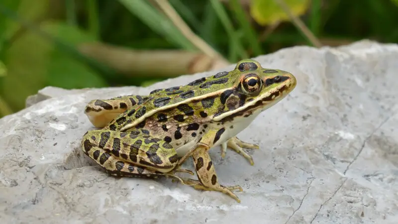 Northern leopard frog - Facts, Diet, Habitat & Pictures on Animalia.bio