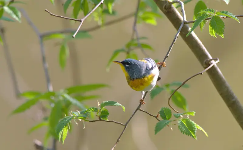 Northern parula - Facts, Diet, Habitat & Pictures on Animalia.bio