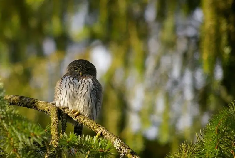 Northern Pygmy Owl - Facts, Diet, Habitat & Pictures on Animalia.bio